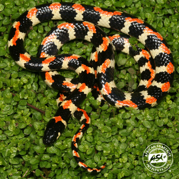 Spotted Harlequin Snake - African Snakebite Institute
