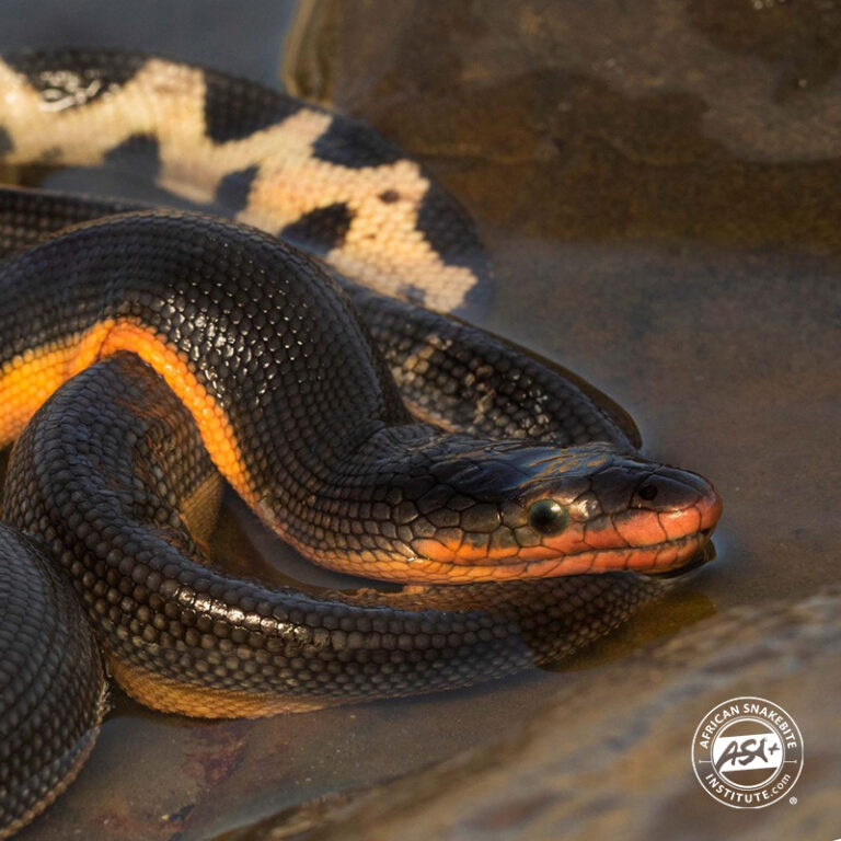 Yellow-bellied Sea Snake - African Snakebite Institute