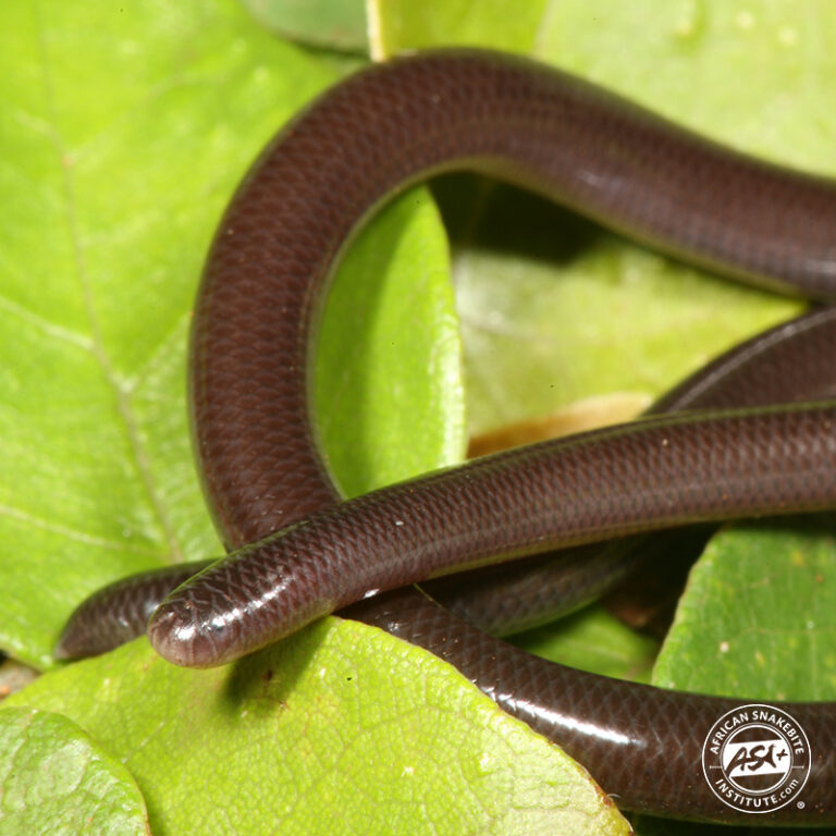 Flowerpot Snake - African Snakebite Institute
