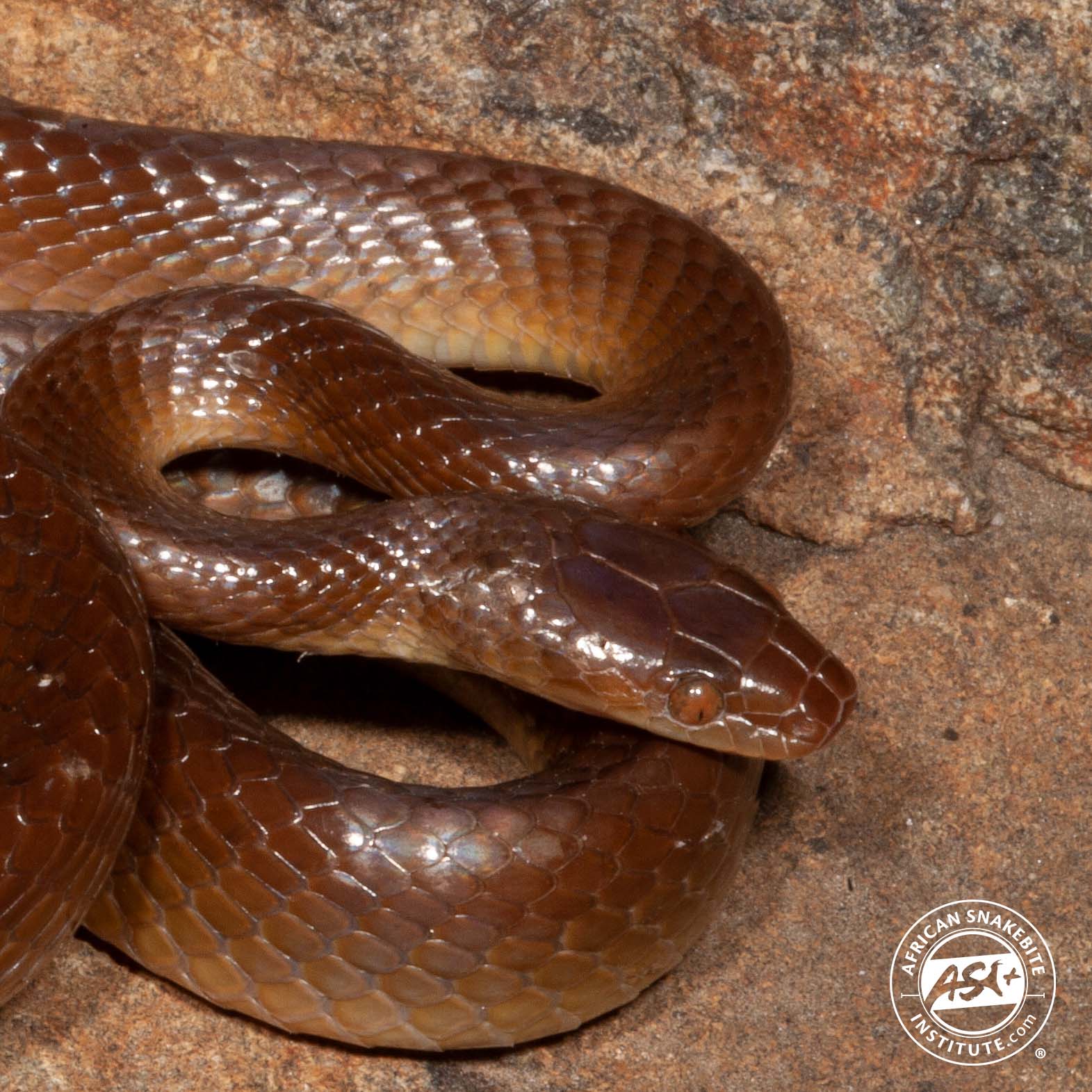 Swazi Rock Snake - African Snakebite Institute