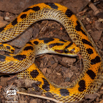 Fisk’s House Snake - African Snakebite Institute