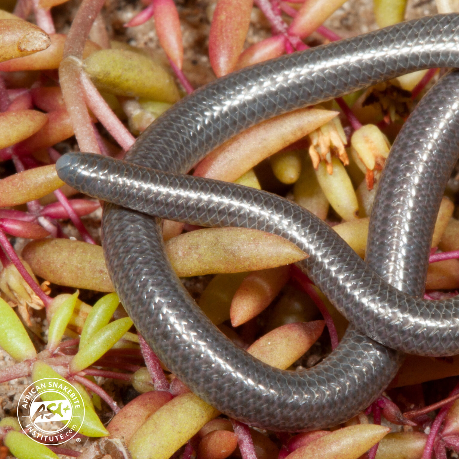 Black Thread Snake - African Snakebite Institute