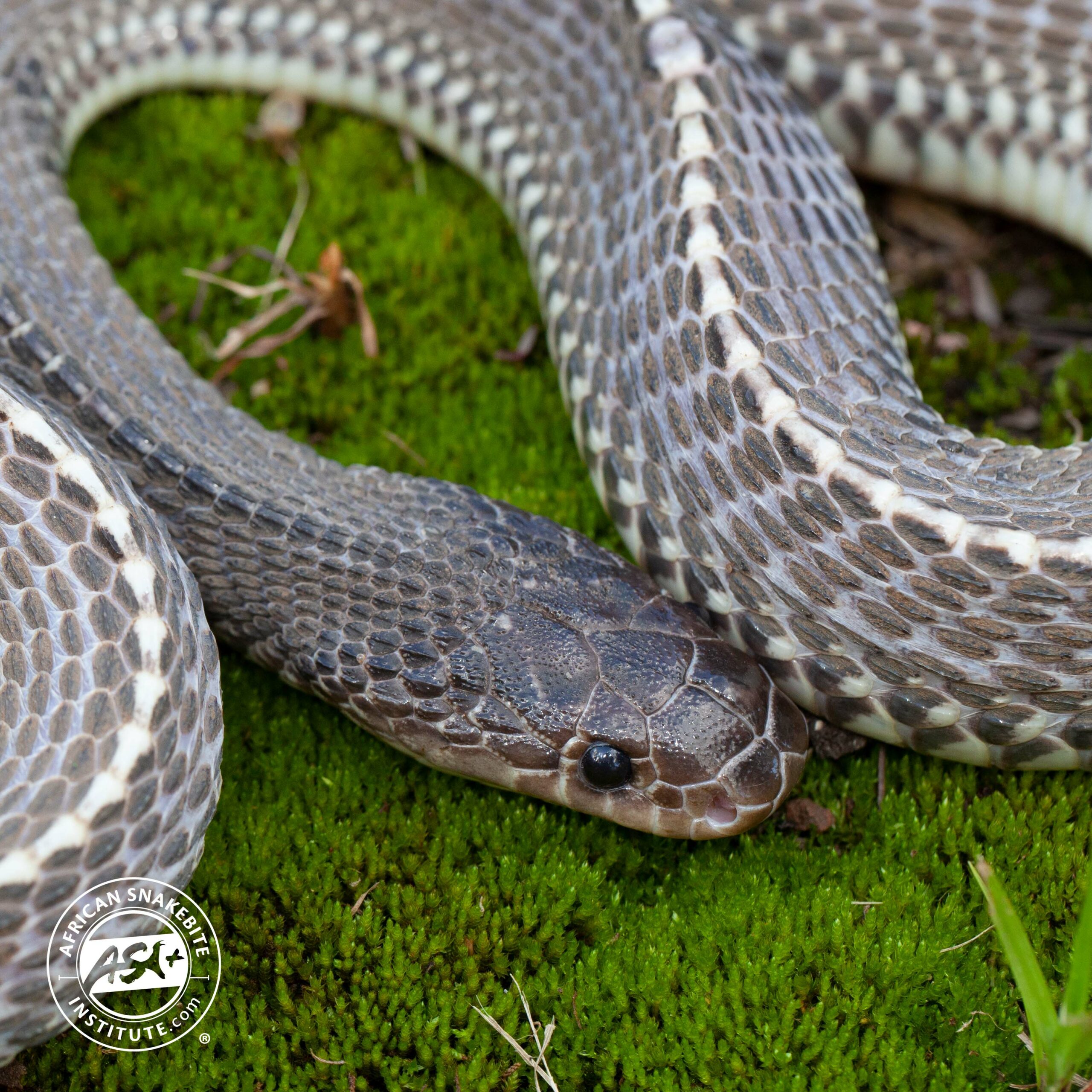 Common File Snake - African Snakebite Institute