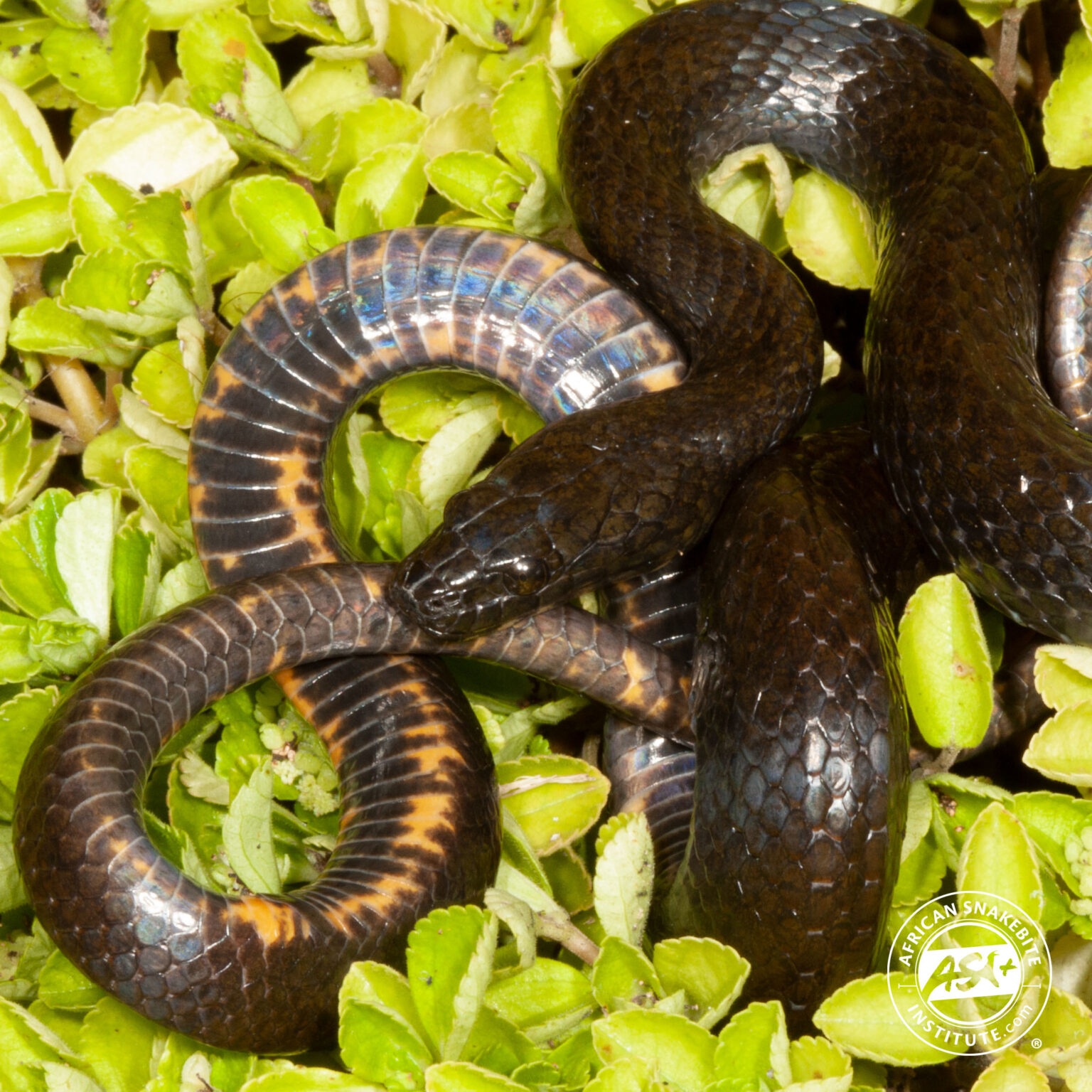 Dusky-bellied Water Snake - African Snakebite Institute