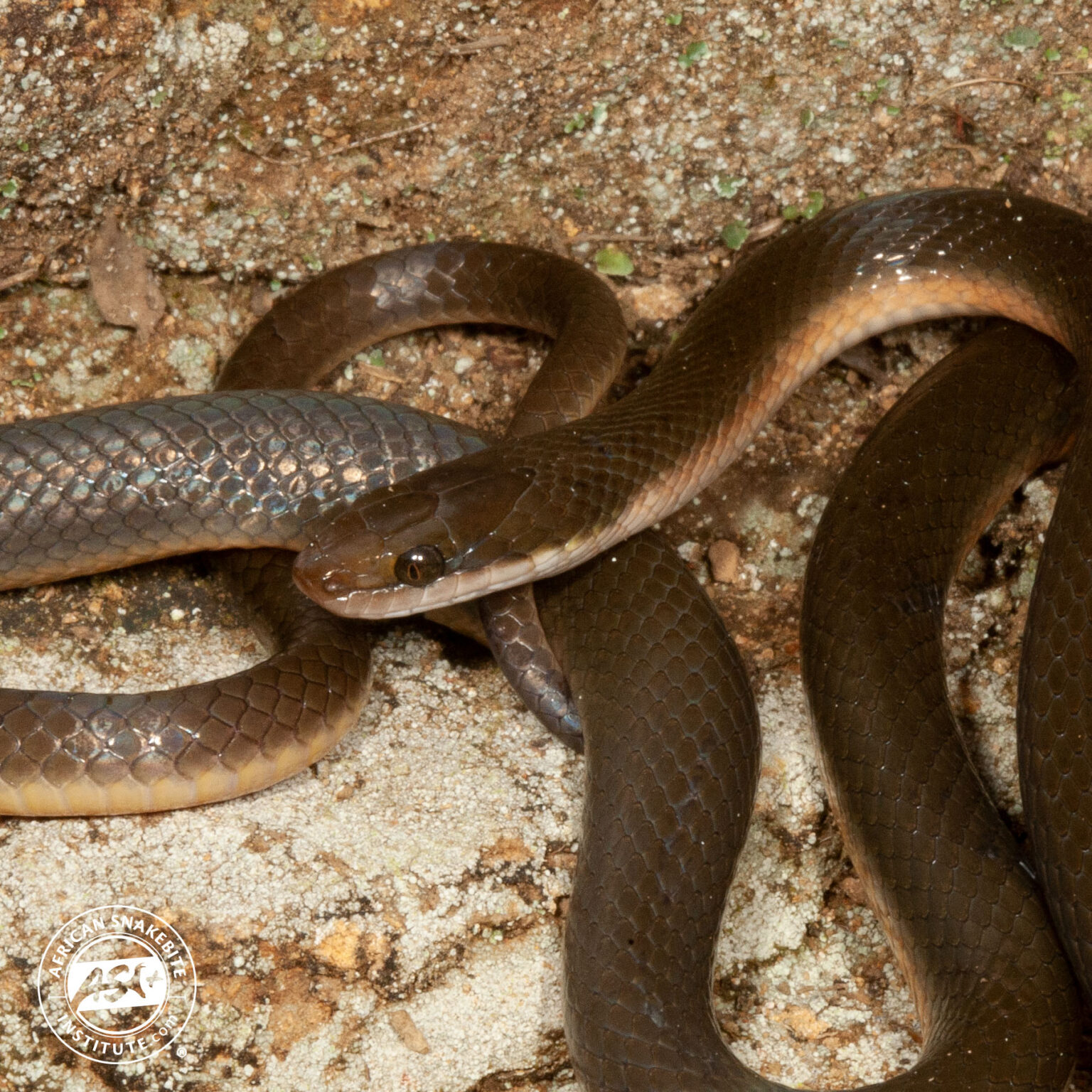 Brown Water Snake - African Snakebite Institute