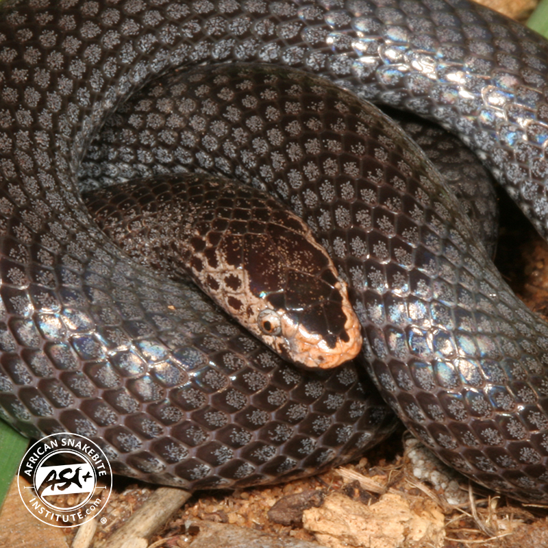 Pygmy Wolf Snake - African Snakebite Institute