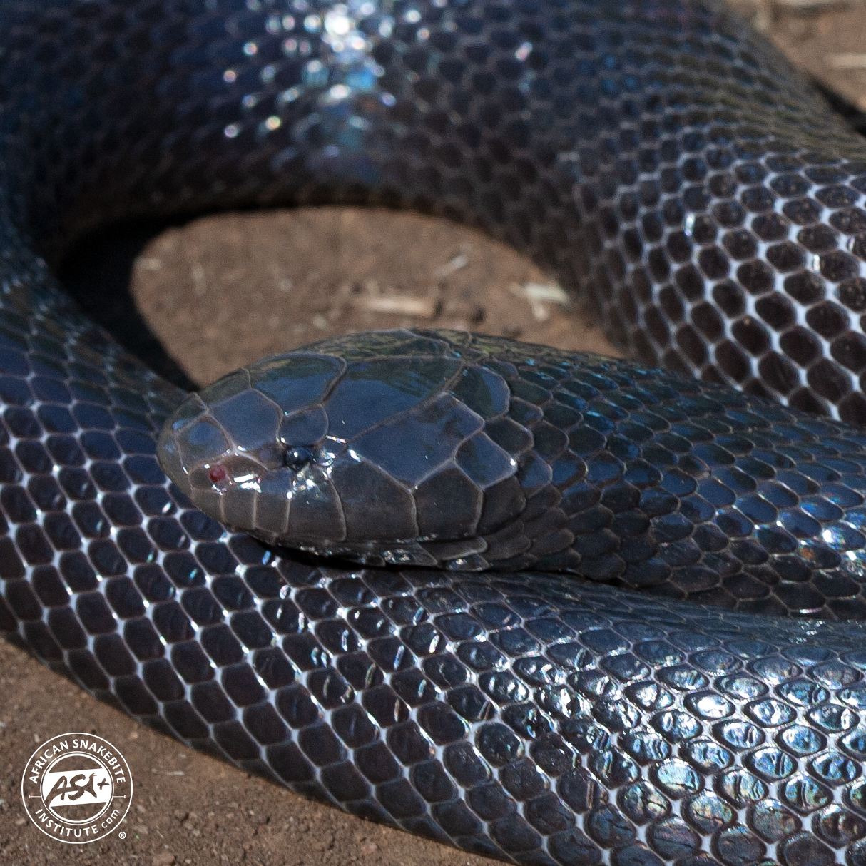 Natal Black Snake - African Snakebite Institute