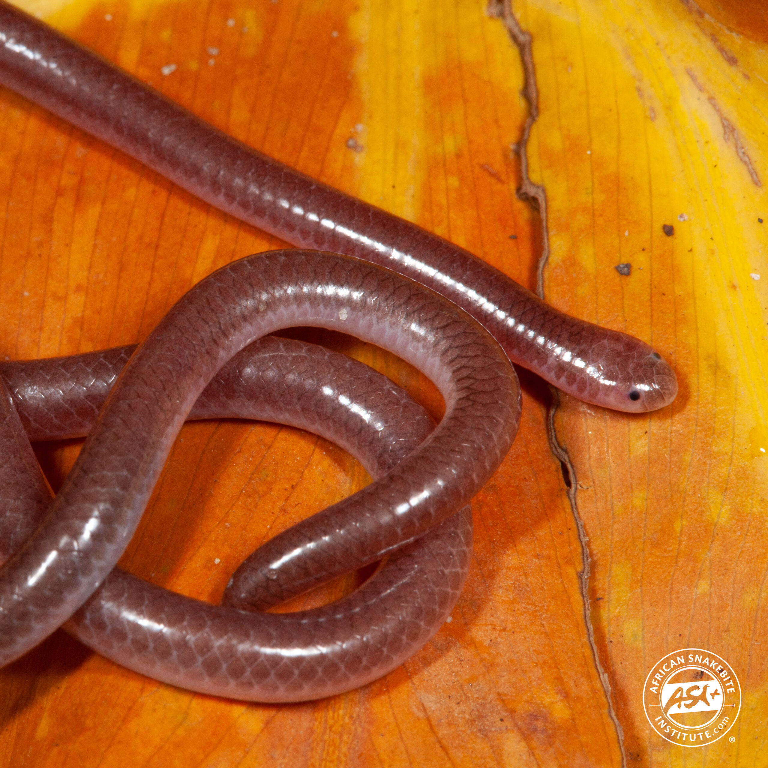 Long-tailed Thread Snake - African Snakebite Institute