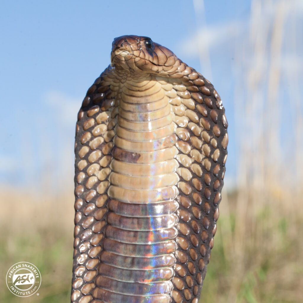 Egyptian Cobra - African Snakebite Institute