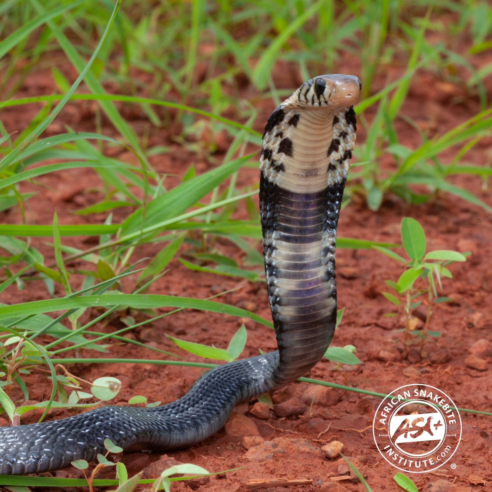 Forest Cobras - African Snakebite Institute