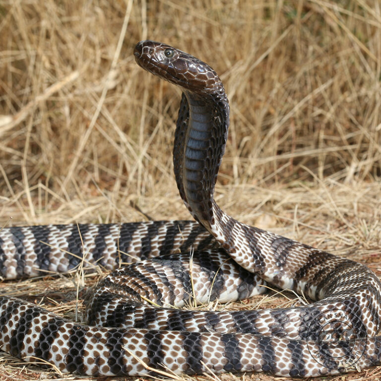 Zebra Cobra - African Snakebite Institute