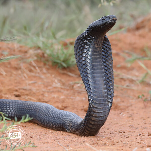 Black Spitting Cobra - African Snakebite Institute