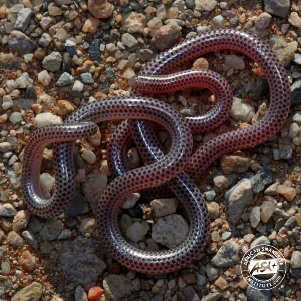 Western Thread Snake - African Snakebite Institute
