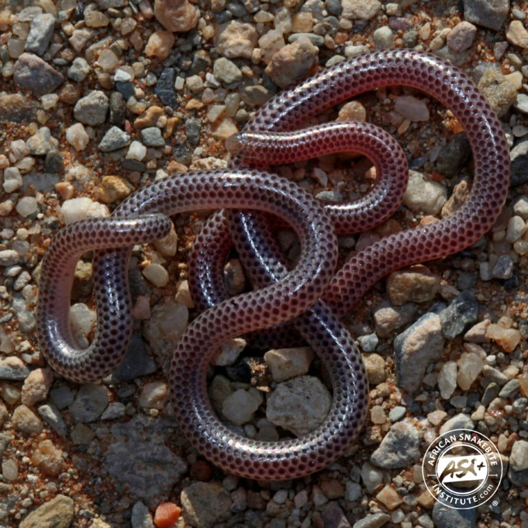 Western Thread Snake - African Snakebite Institute