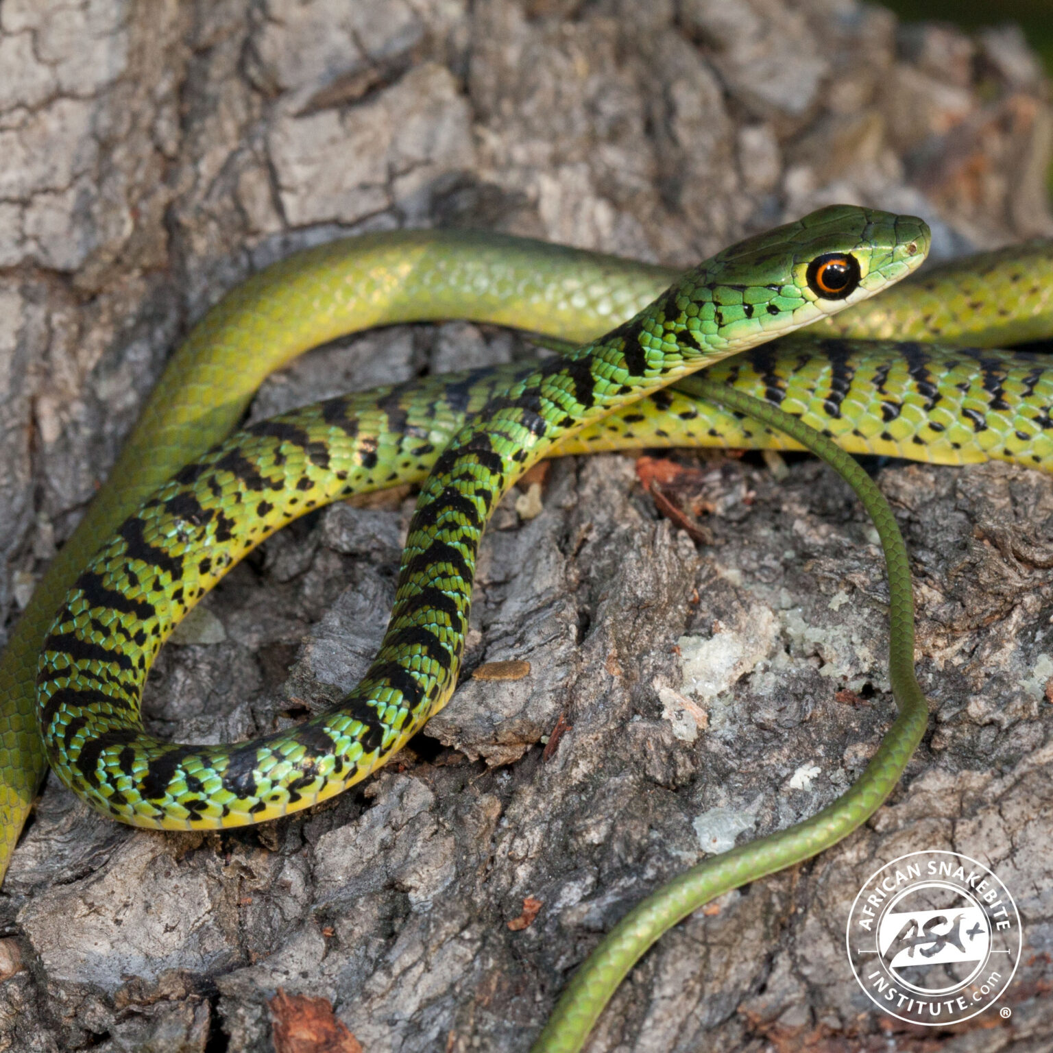 Spotted Bush Snake - African Snakebite Institute