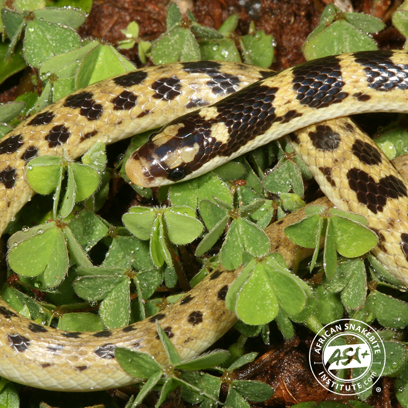 Jan's Shovel-snout - African Snakebite Institute