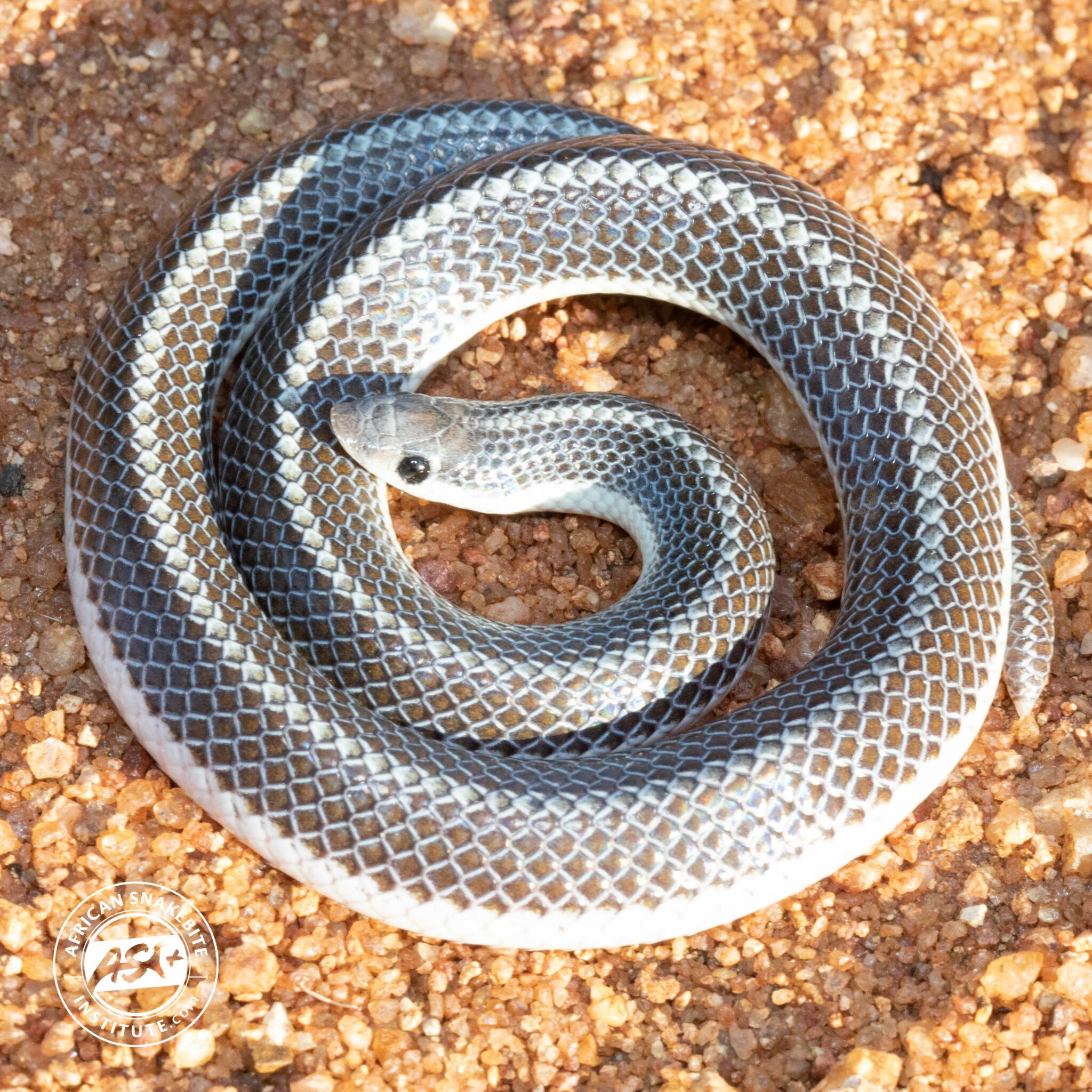 Lined Shovel-snout - African Snakebite Institute