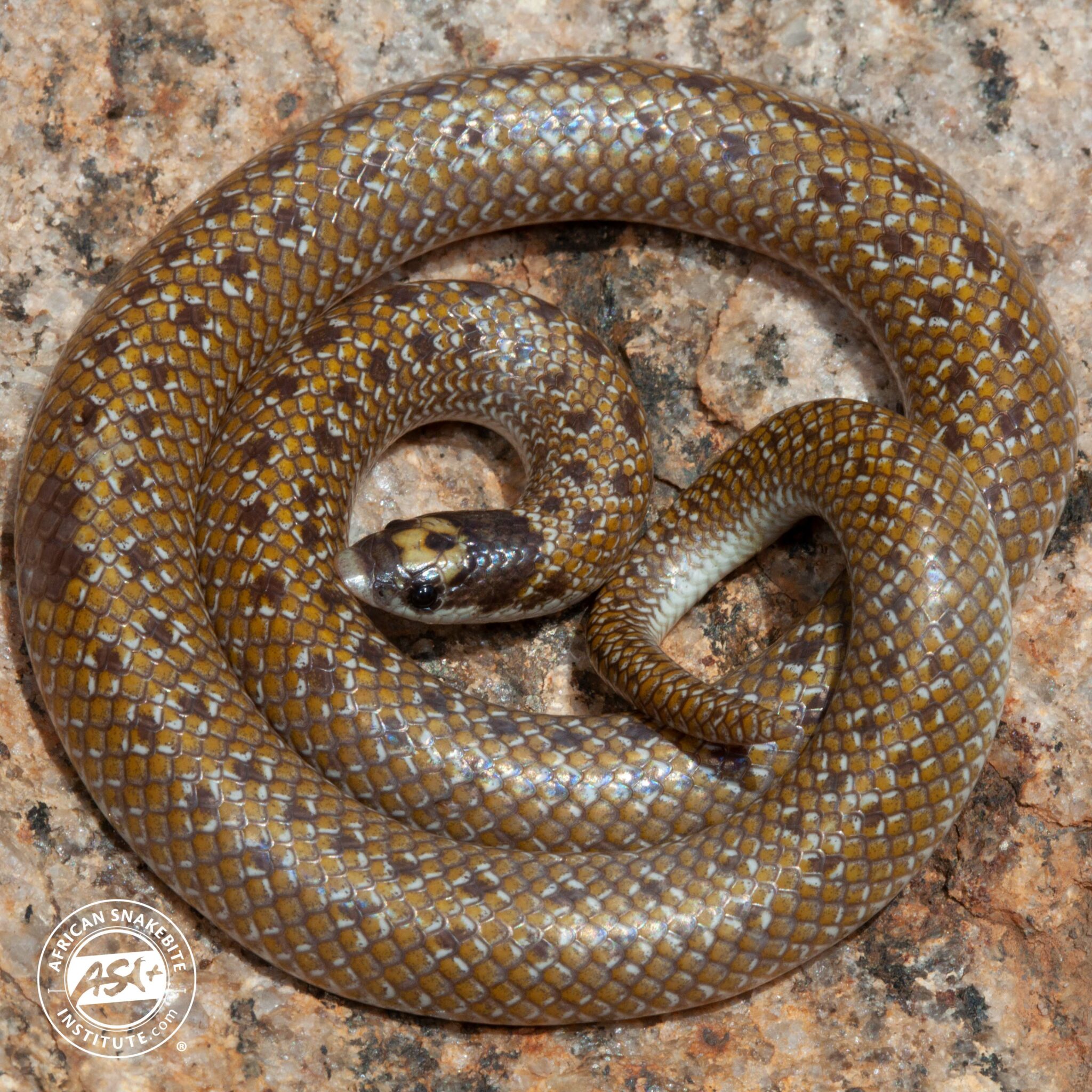 Sundevall's Shovel-snout - African Snakebite Institute
