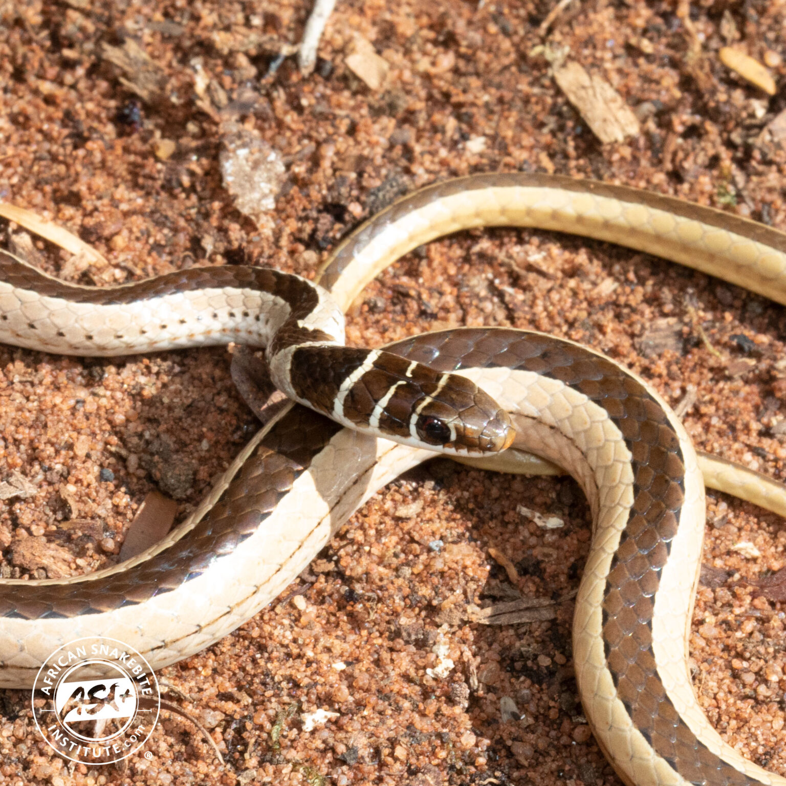 Dwarf Sand Snake - African Snakebite Institute