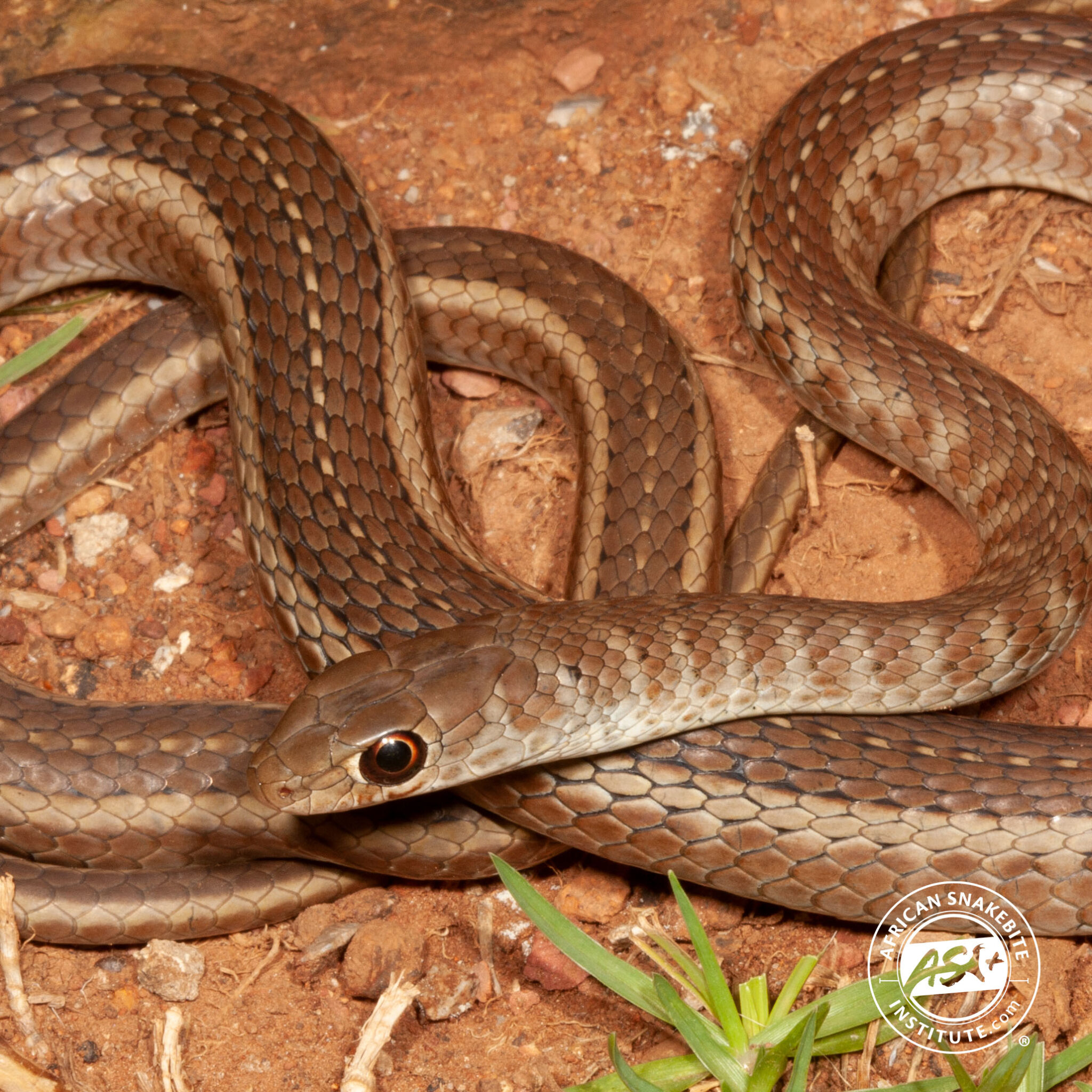 Short-snouted Grass Snake - African Snakebite Institute