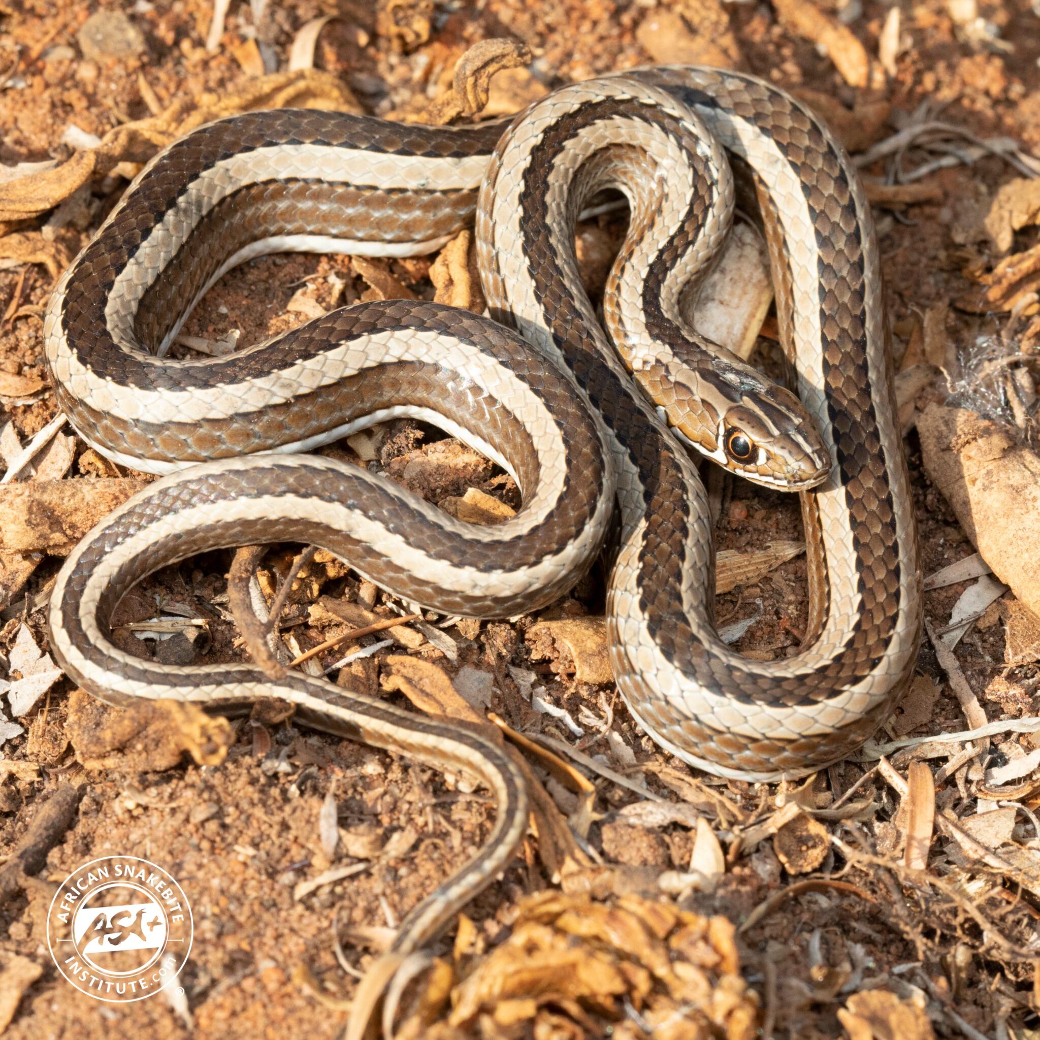 Cross-marked Grass Snake - African Snakebite Institute