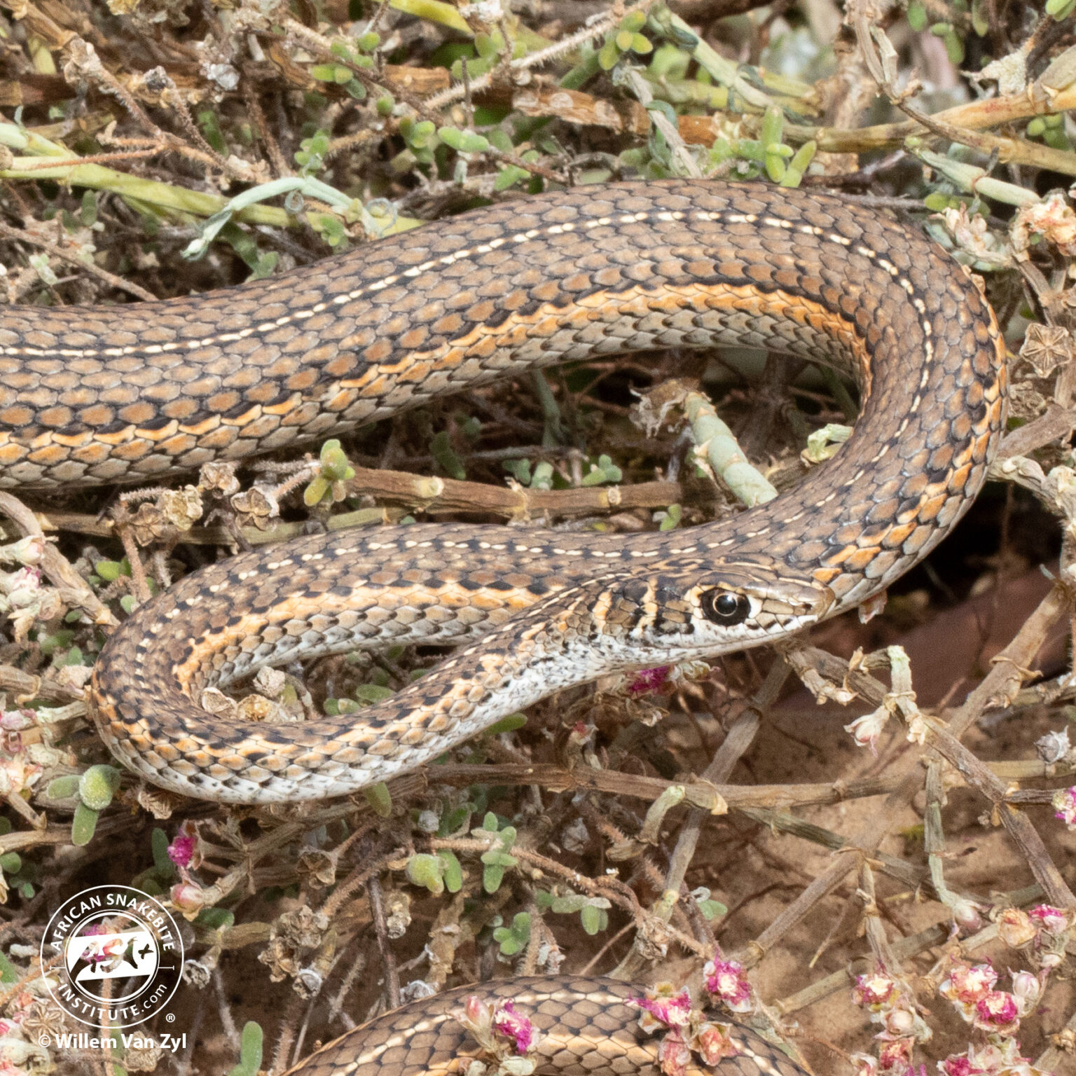 Cape Sand Snake - African Snakebite Institute