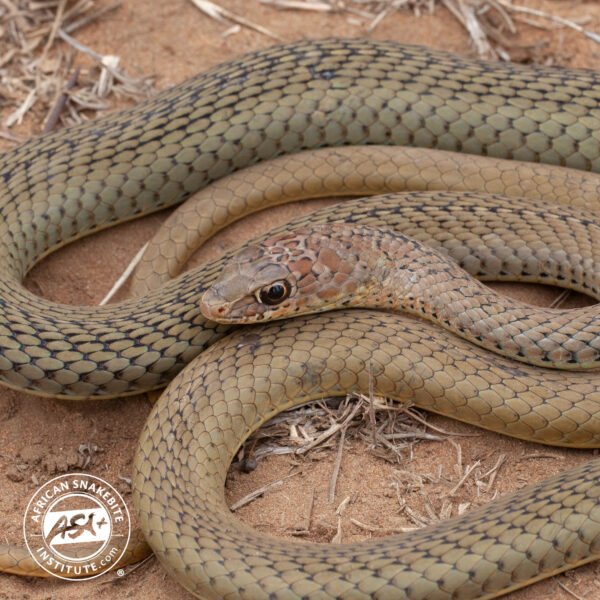 Olive Grass Snake - African Snakebite Institute