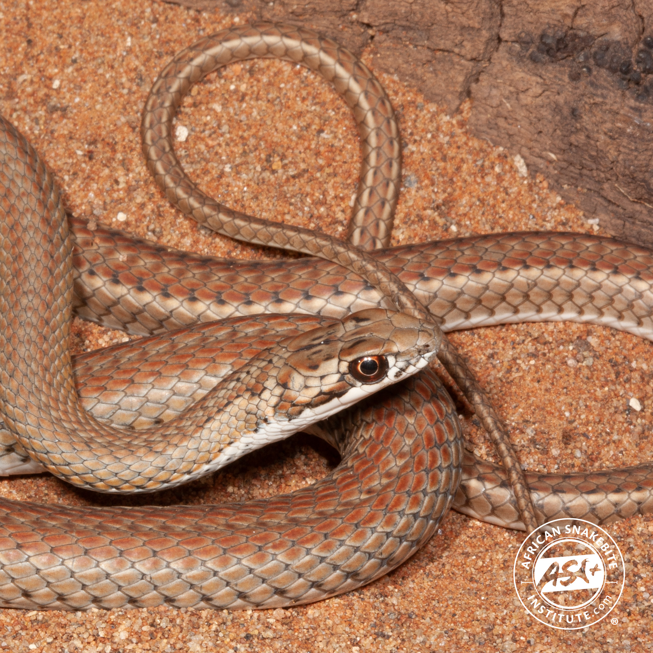 Karoo Sand Snake - African Snakebite Institute