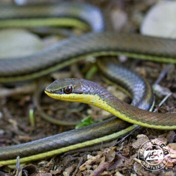 Eastern Stripe-bellied Sand Snake - African Snakebite Institute
