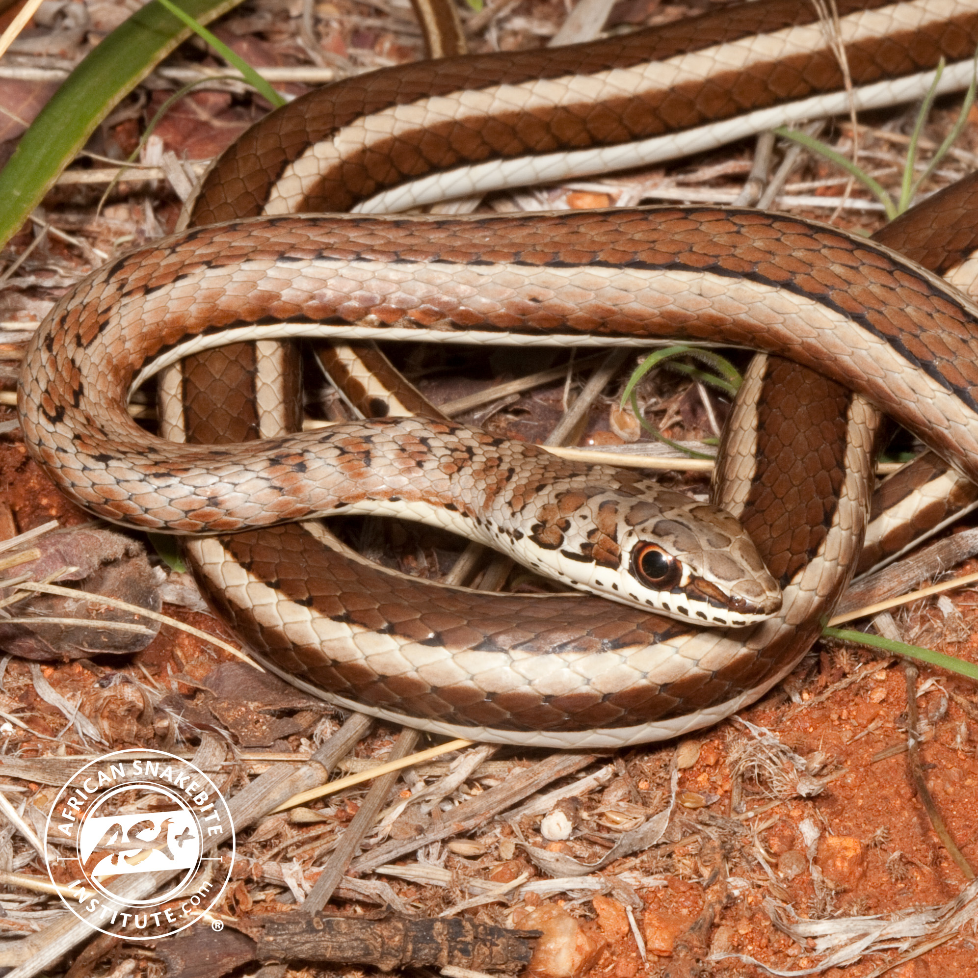 Western Yellow-bellied Sand Snake - African Snakebite Institute