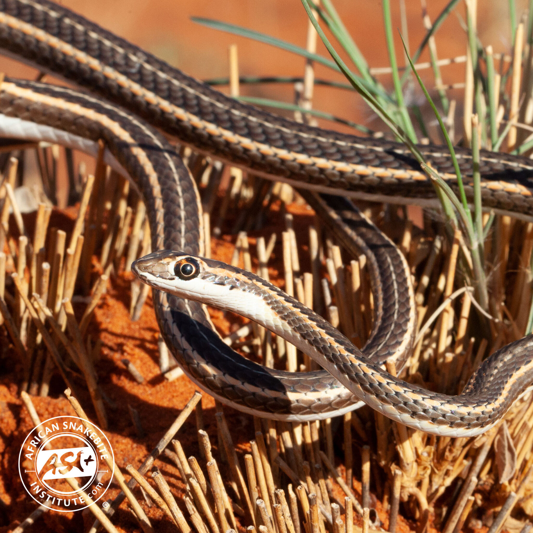 Fork-marked Sand Snake - African Snakebite Institute