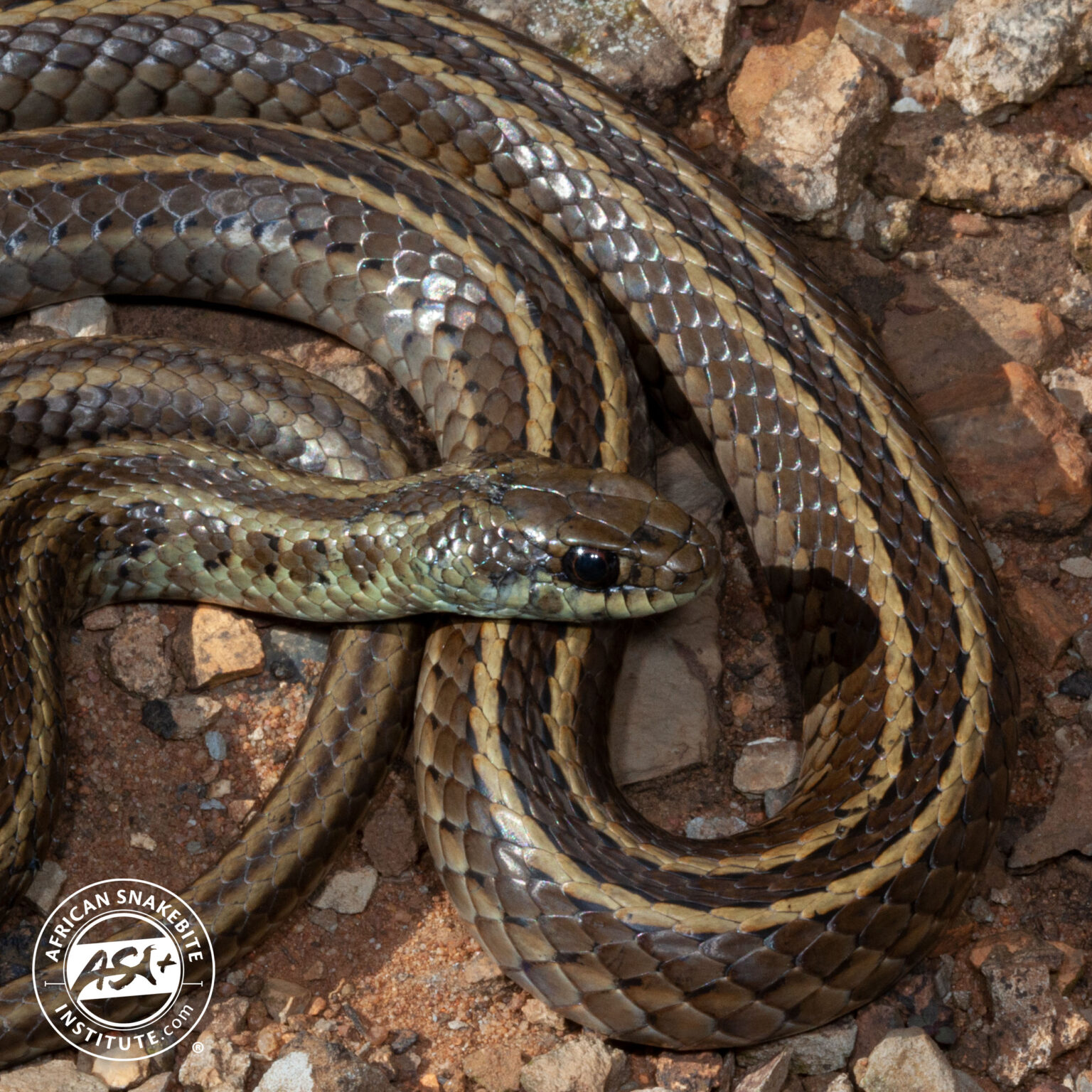 Spotted Skaapsteker - African Snakebite Institute