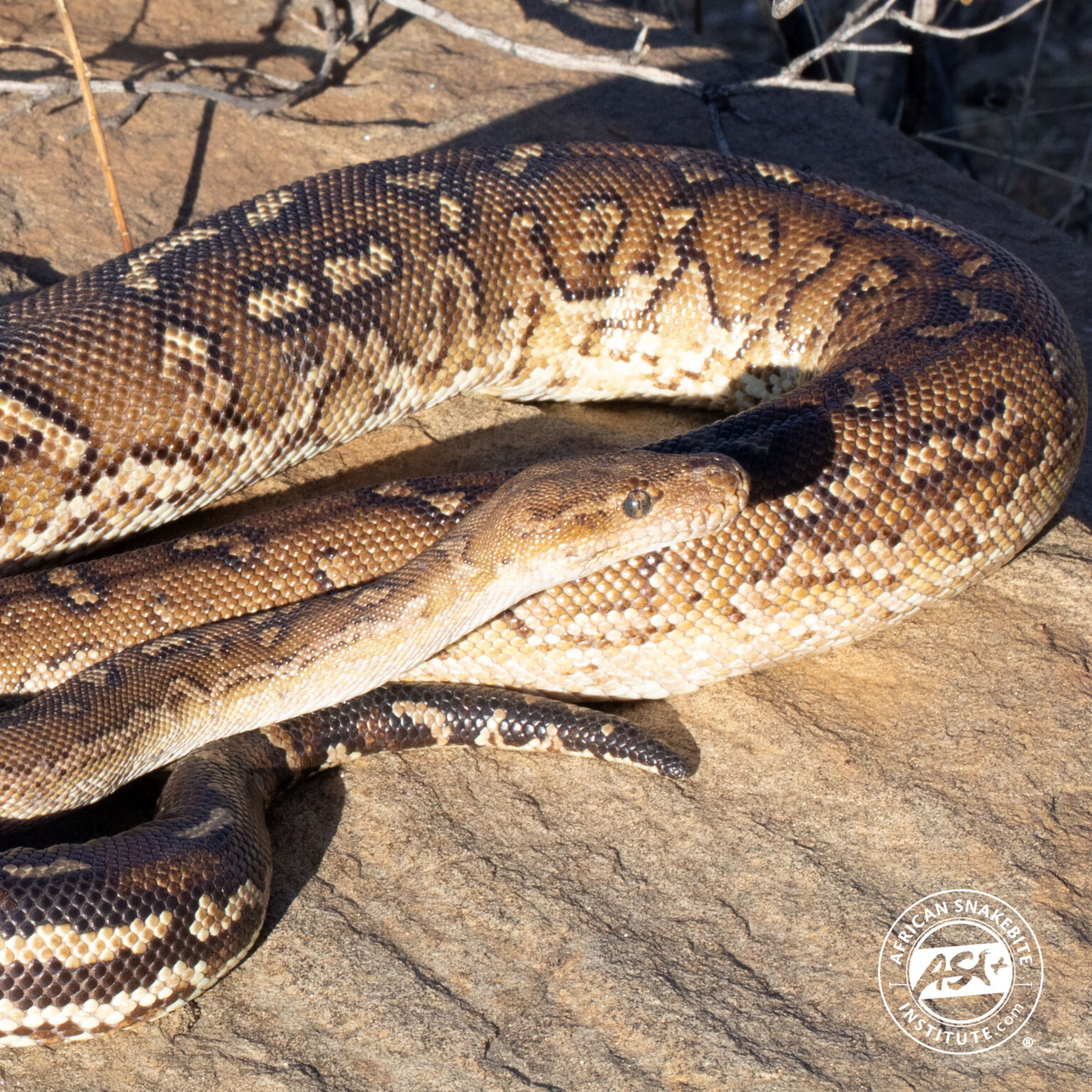 Anchieta's Dwarf Python - African Snakebite Institute