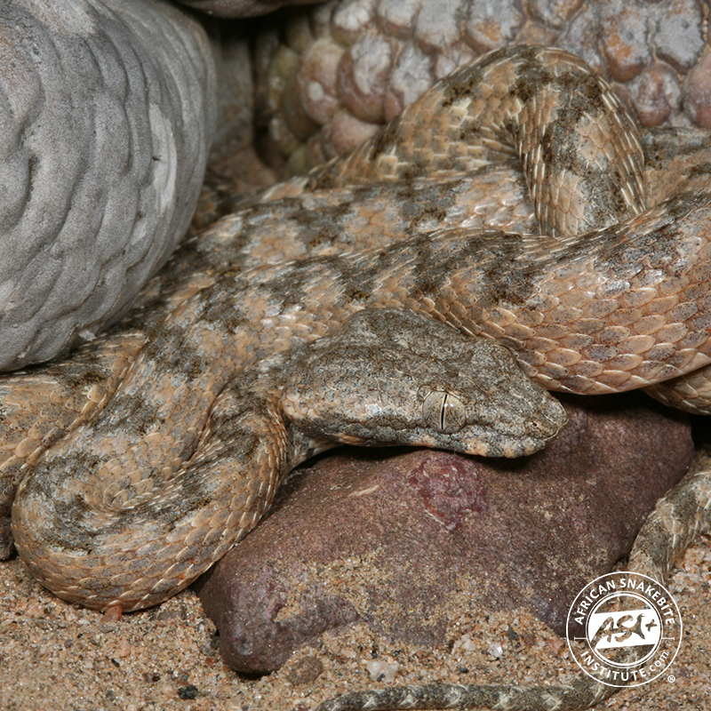 Western Keeled Snake - African Snakebite Institute