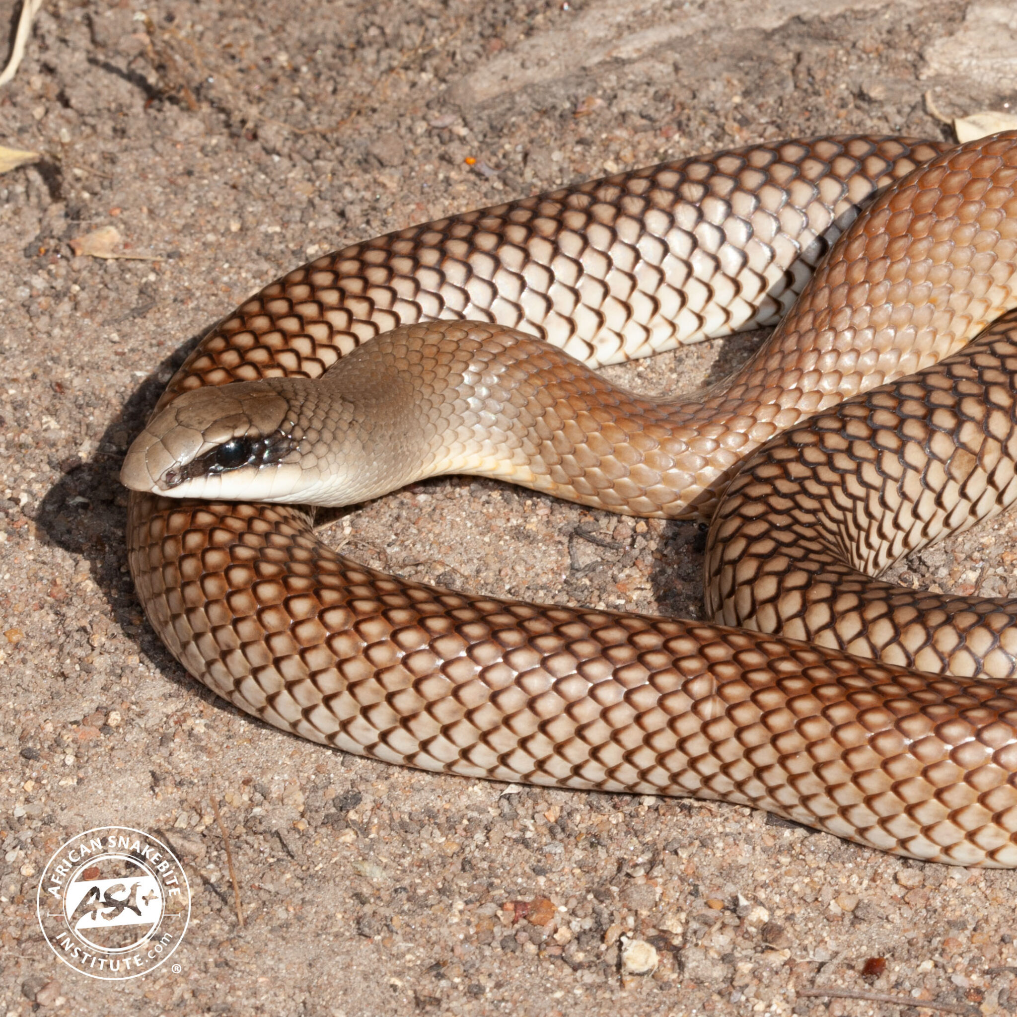 Rufous Beaked Snake - African Snakebite Institute