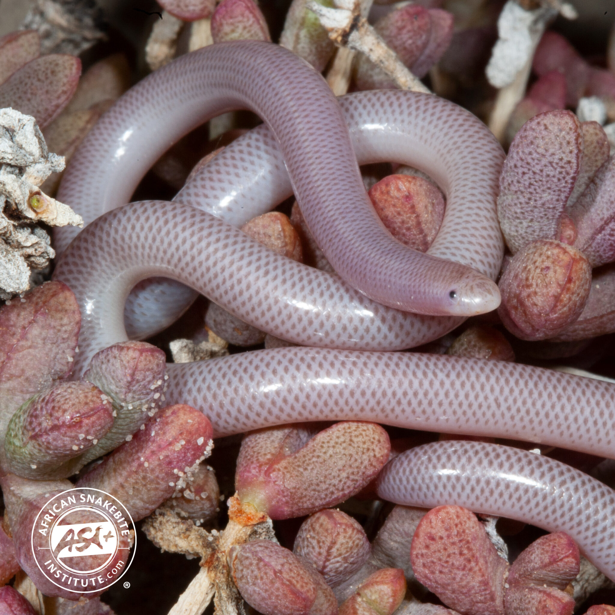 Schinz's Beaked Blind Snake - African Snakebite Institute