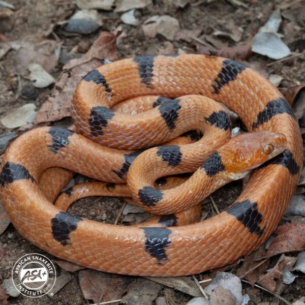Eastern Tiger Snake - African Snakebite Institute