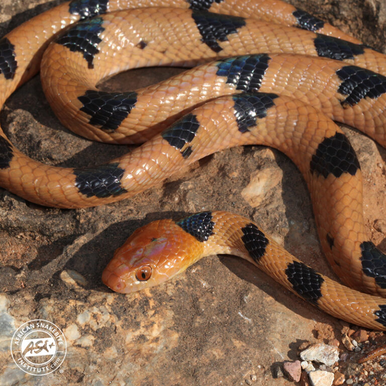 Eastern Tiger Snake - African Snakebite Institute
