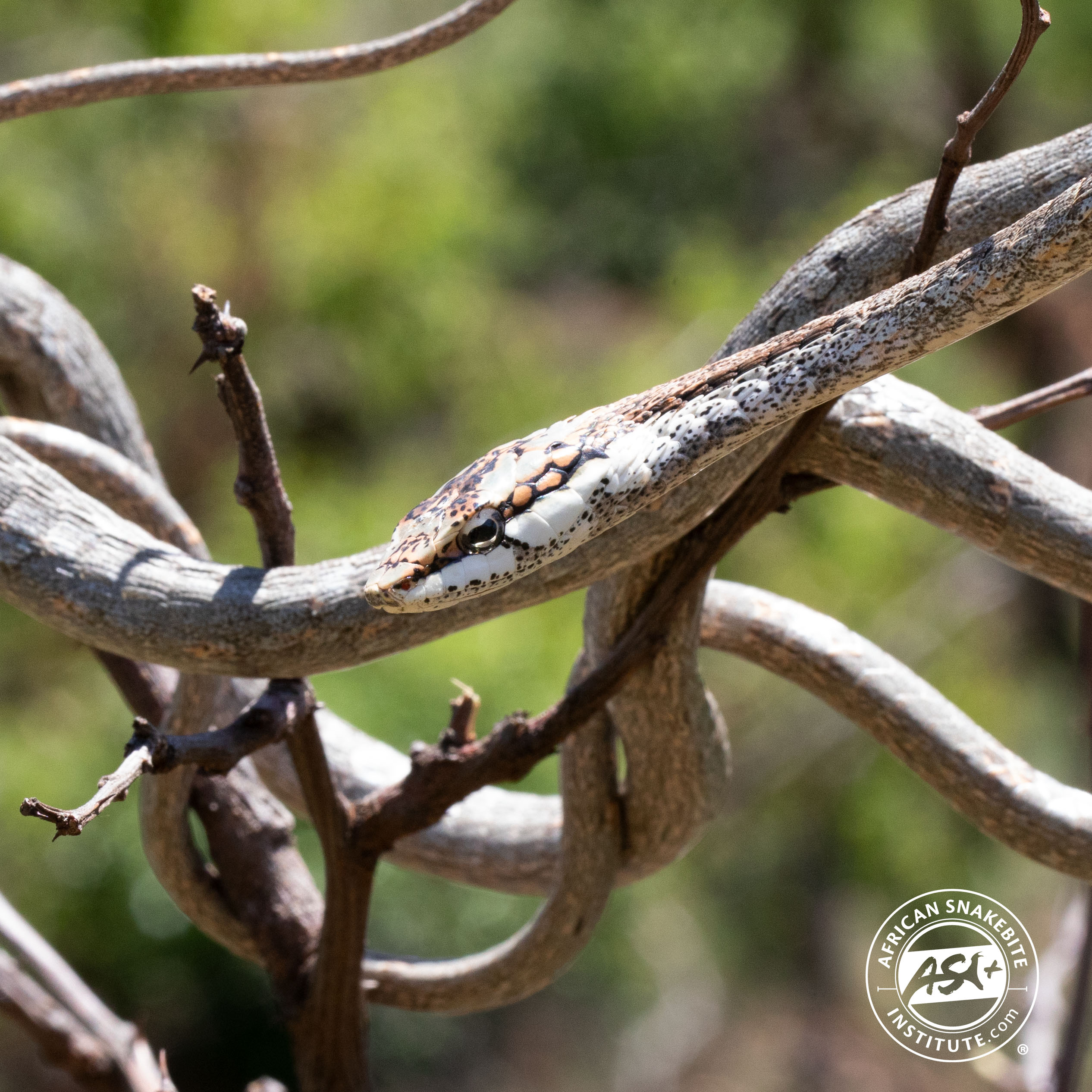 Southern Vine Snake - African Snakebite Institute