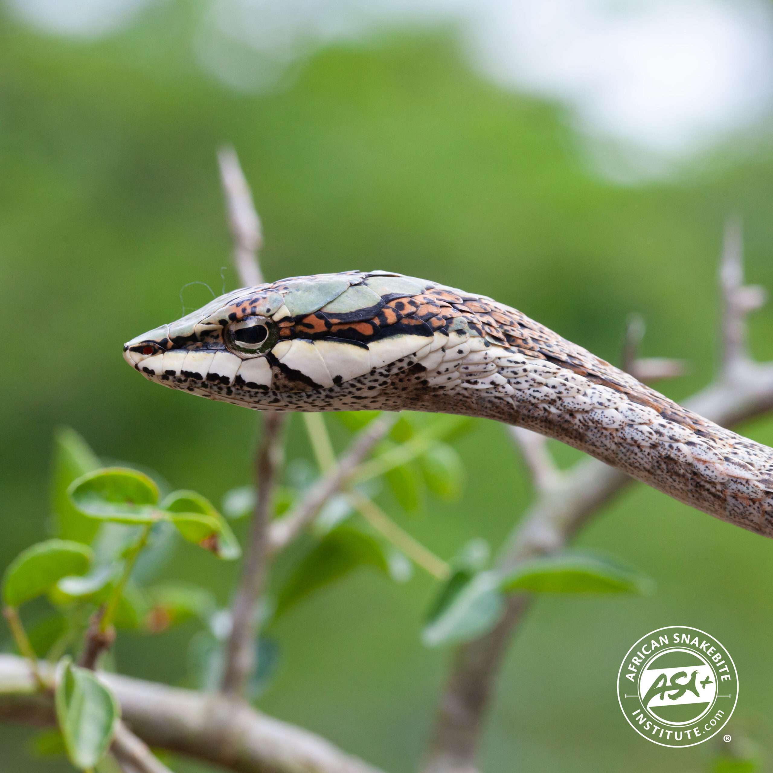 Southern Vine Snake - African Snakebite Institute