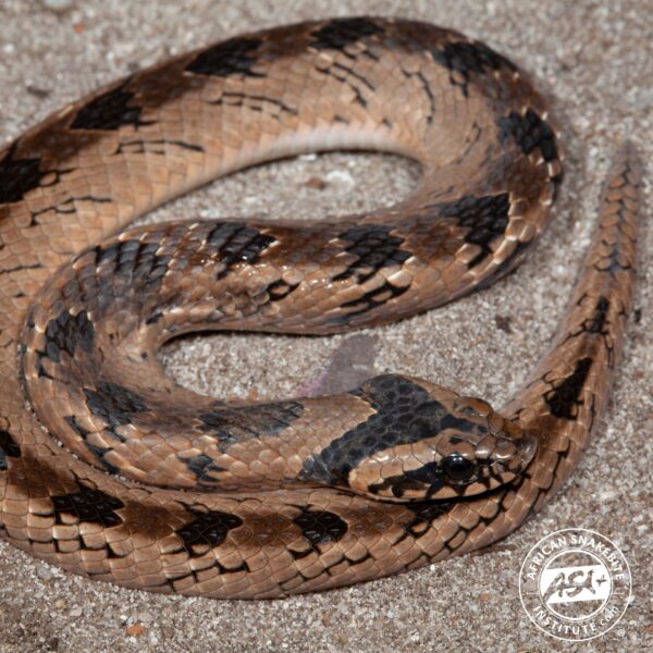 Snouted Night Adder - African Snakebite Institute