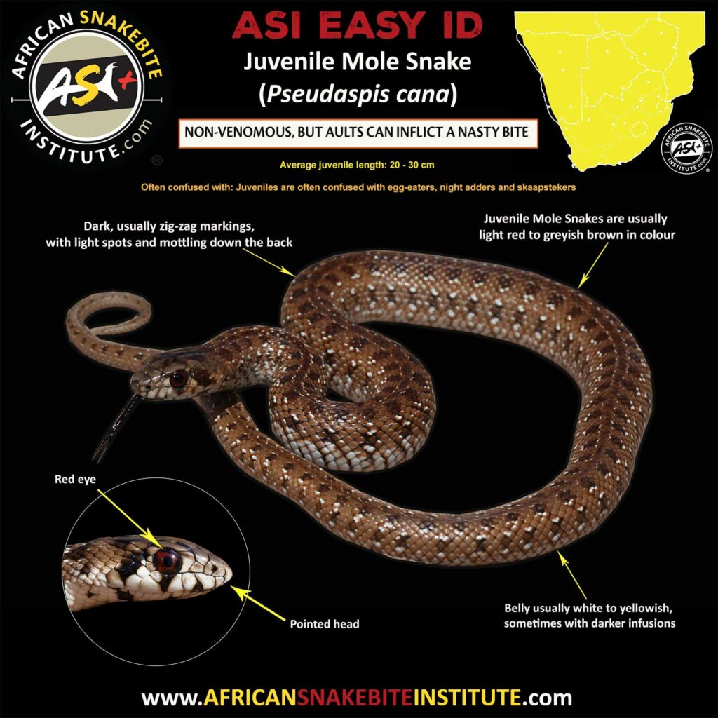 Mole Snake - African Snakebite Institute
