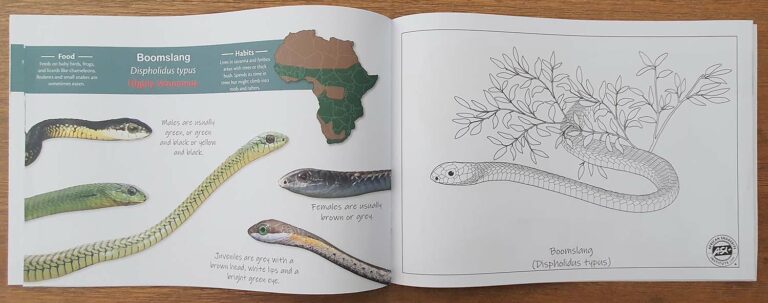 My Colouring Book of Snakes - African Snakebite Institute