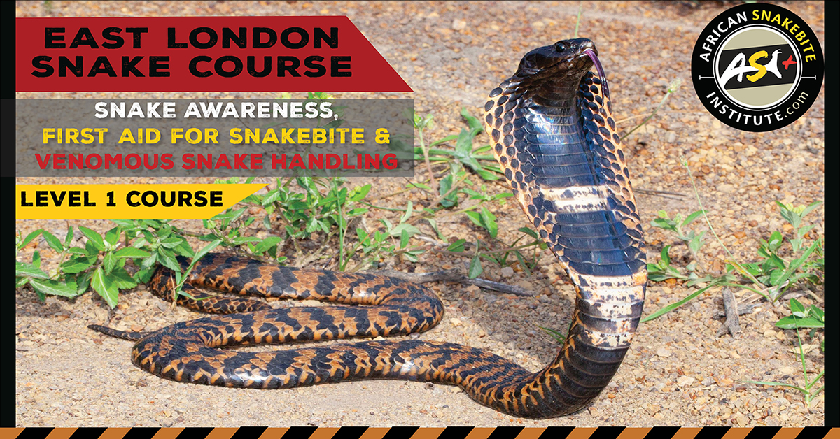 Snake Awareness & Venomous Snake Handling (East London) - 2024-05-18