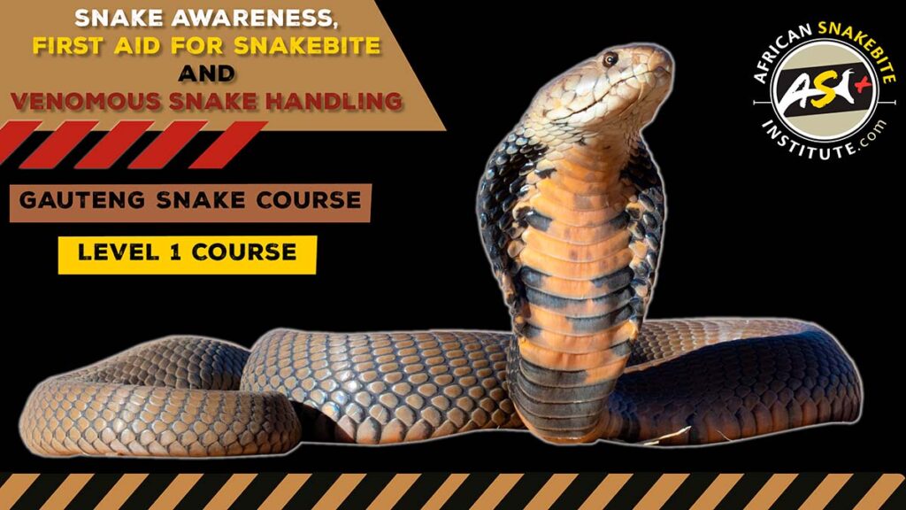 Snake Awareness & Venomous Snake Handling (Gauteng) - 2024-05-25