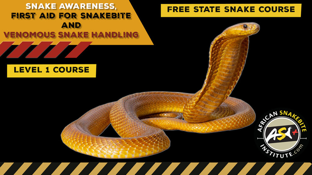 Snake Awareness & Venomous Snake Handling (Bloemfontein) - 2024-07-06
