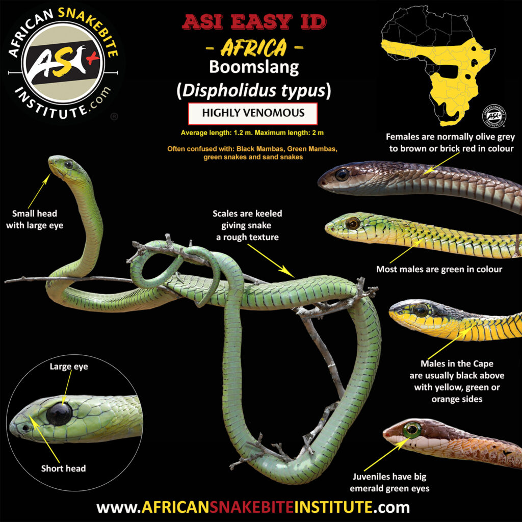Boomslang - Africa - African Snakebite Institute