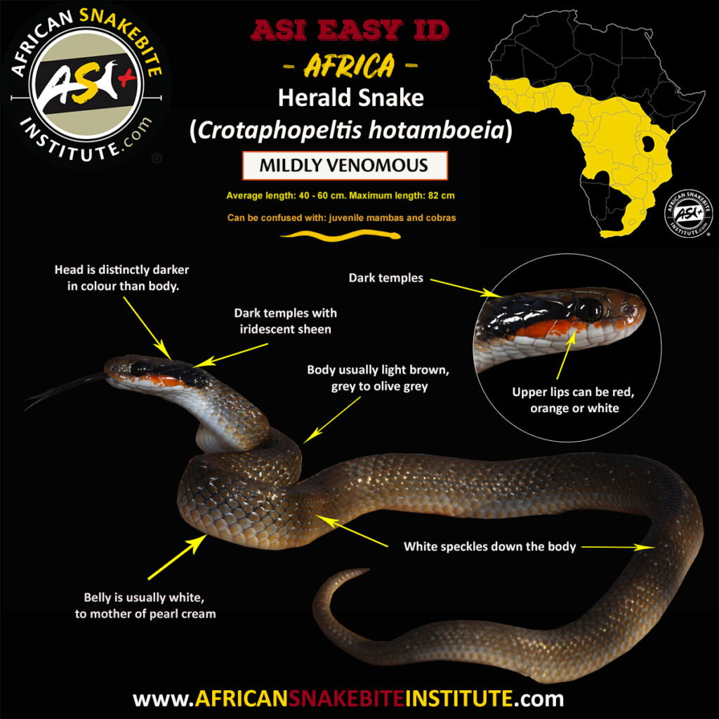 Herald Snake - African Snakebite Institute