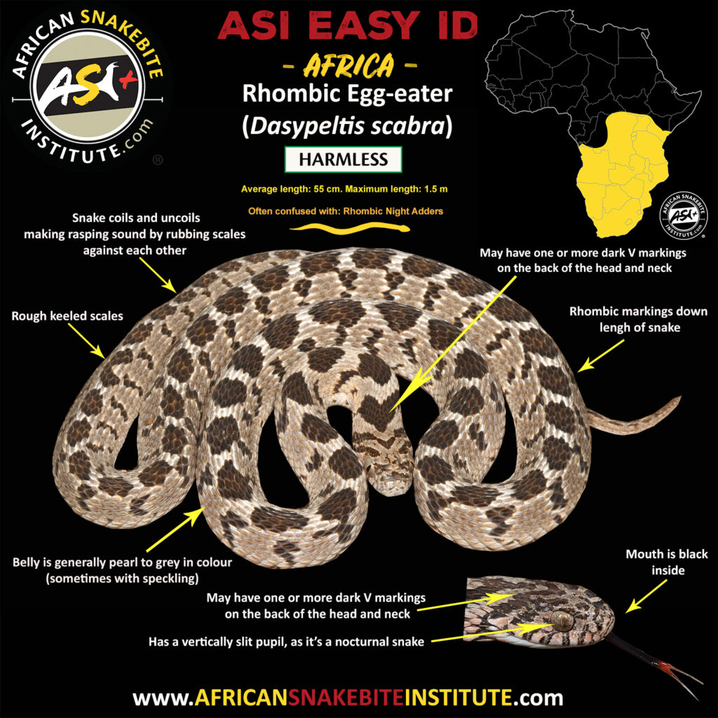 Common Egg-eater - African Snakebite Institute