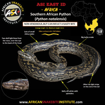 Southern African Python - African Snakebite Institute